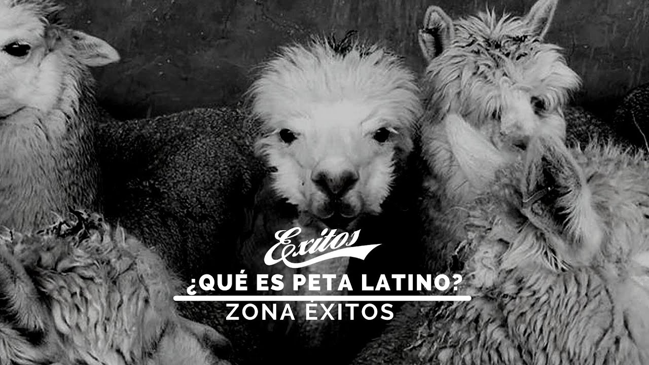 ¿Qué es PETA latino?