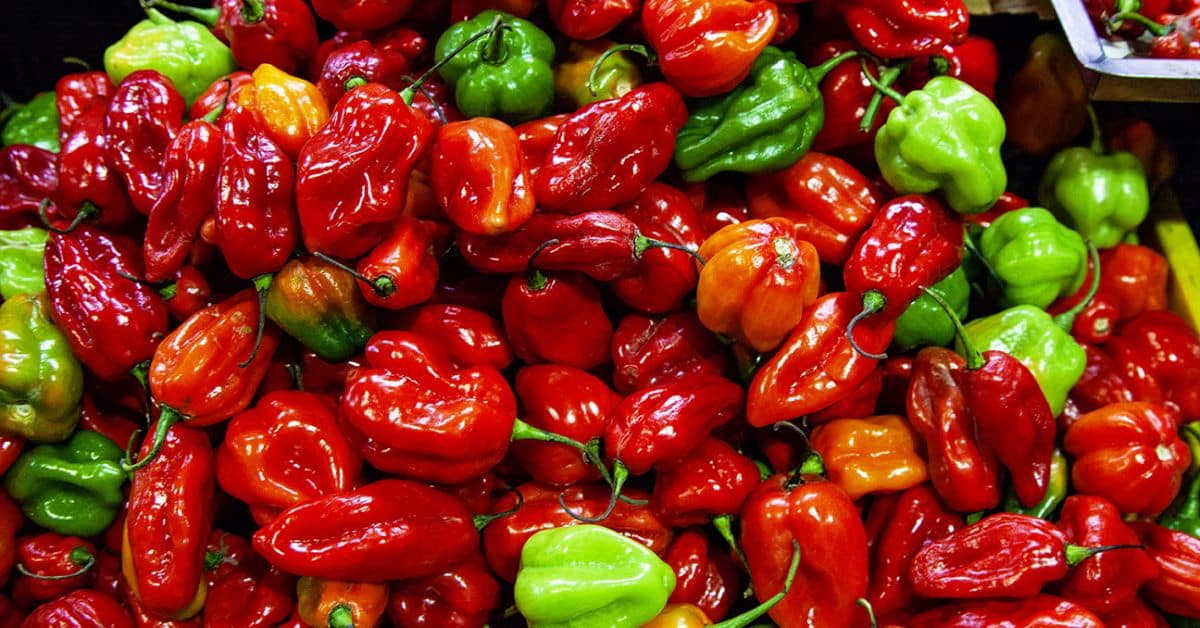 3 Formas para reconocer que un ají es picante