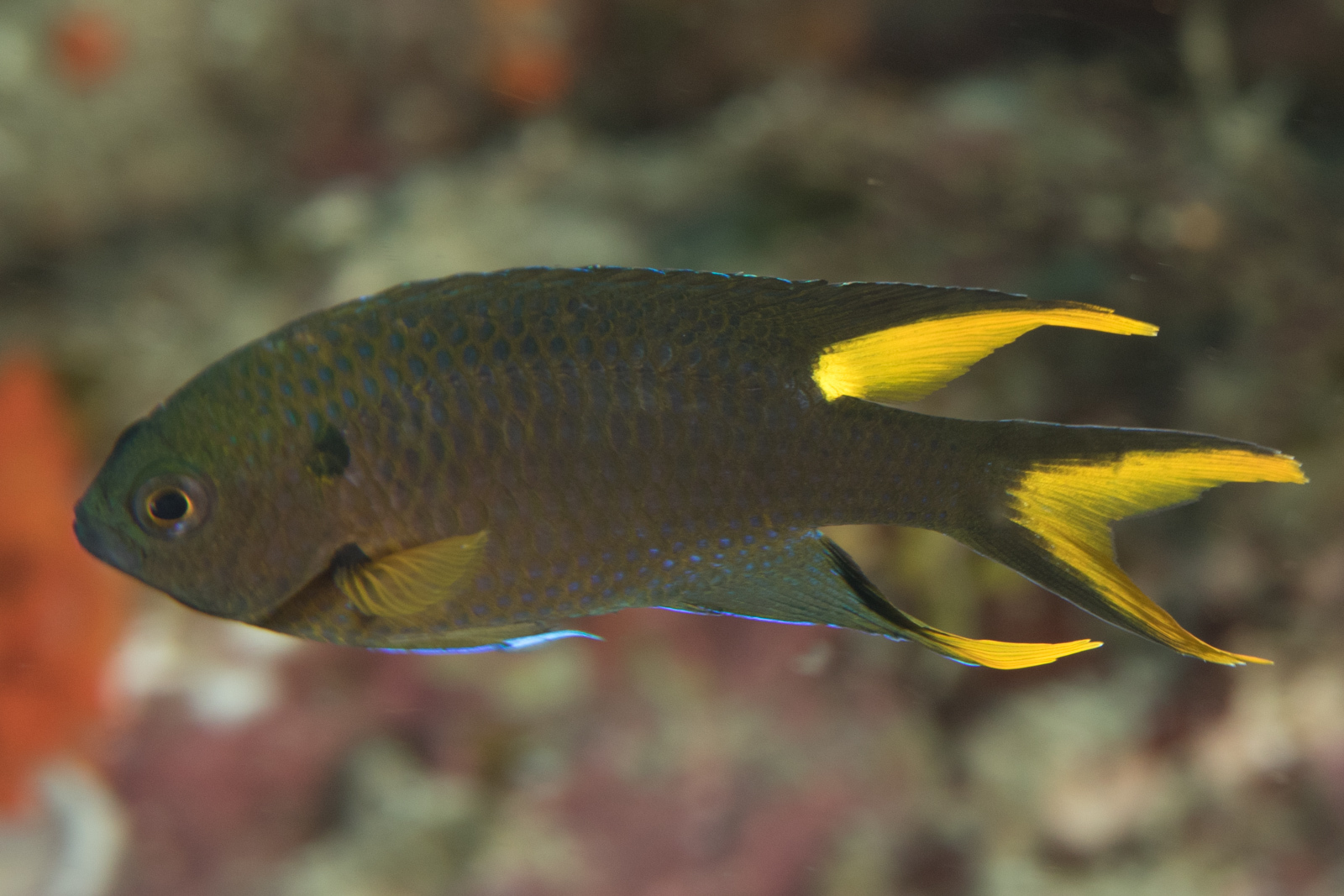 La Damisela Real y su presencia en Venezuela