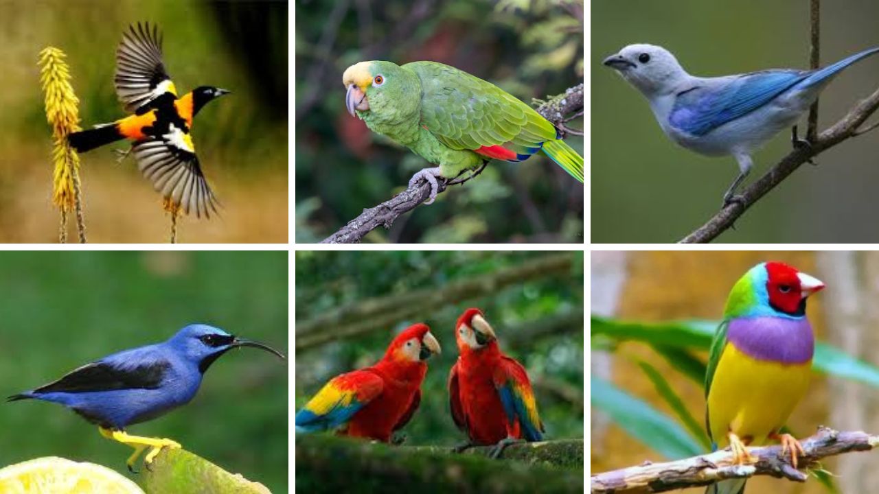 Avavit promoverá el avistamiento de aves como atractivo turístico