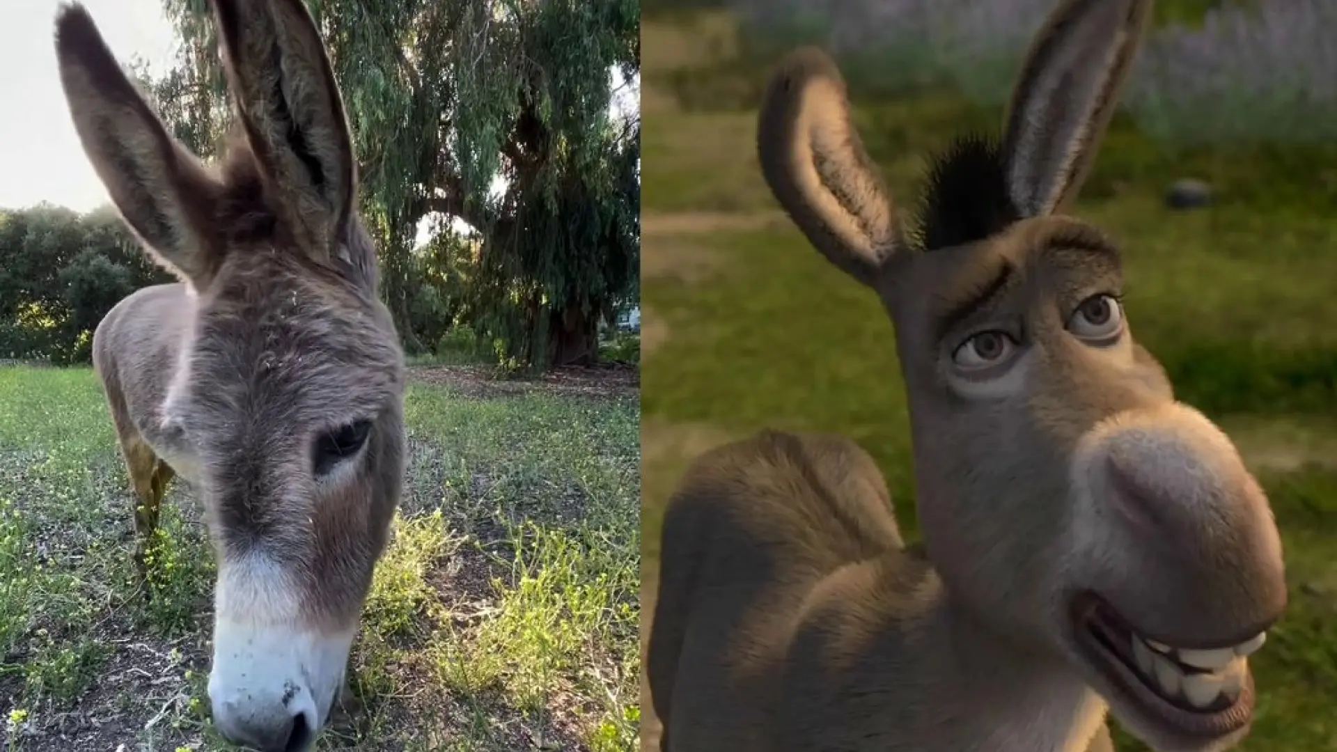 Falleció "Perry", el asno que inspiró a "Burro" de Shrek
