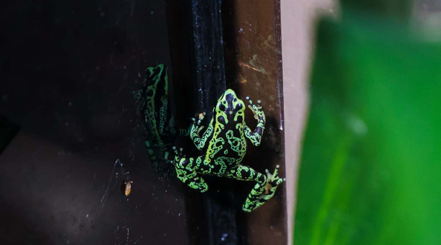 Realizan reintroducción de rana arlequín en Venezuela