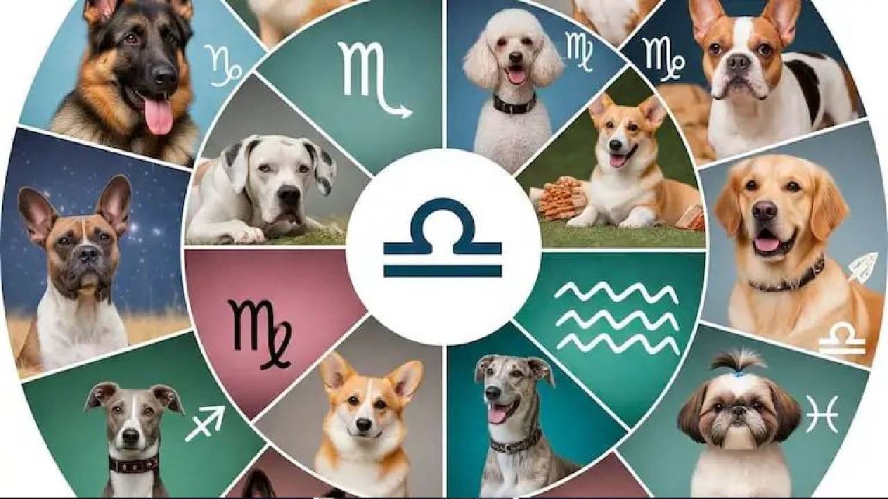 ¿Qué dice el horóscopo de tu perro? Astróloga explica cómo los signos ...