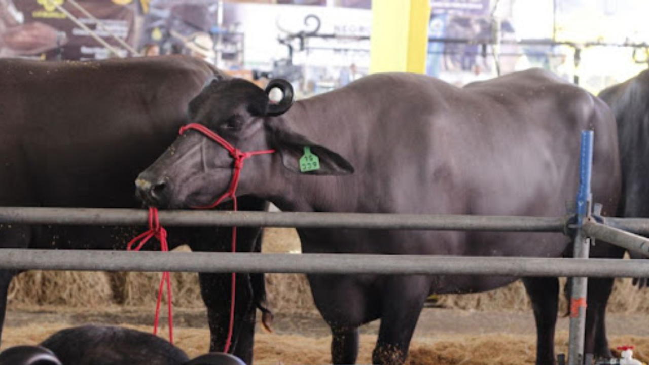 Feria de San Sebastián contará con la primera muestra bufalina en ...
